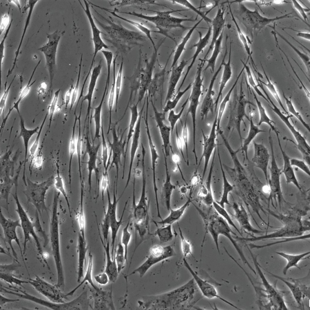 HumaCoat – Human Skin Collagen Type I, 1 mg/ml – Humabiologics, Inc