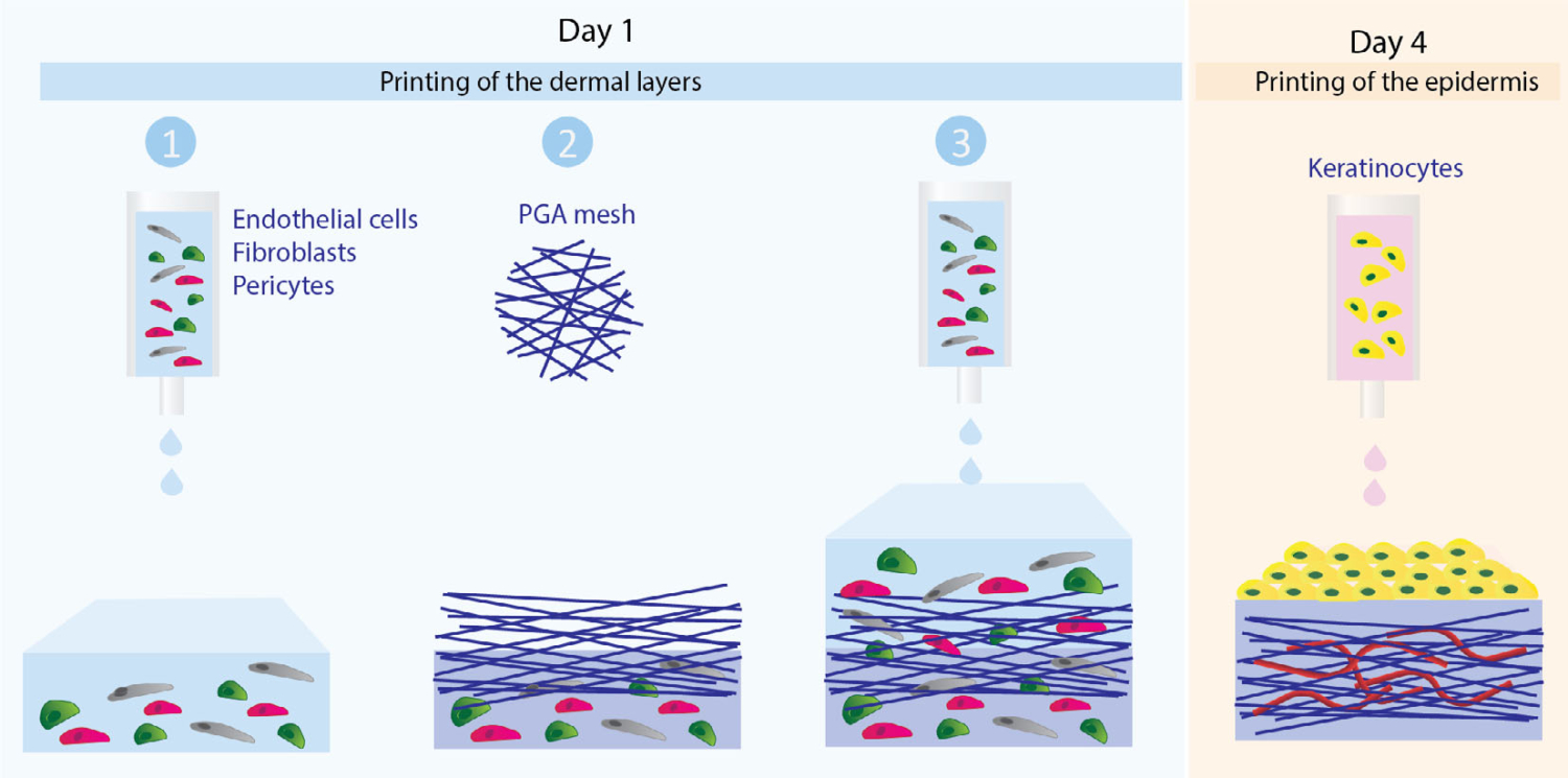 3D bioprinting of an implantable xeno-free vascularized human skin ...