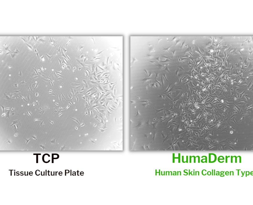 HumaDerm® - Coated Plates, Human Skin Collagen Type I, Clear Flat ...