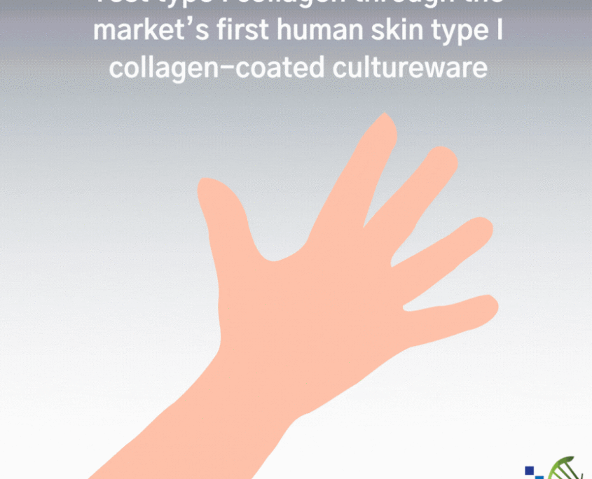 HumaDerm® Coated Flasks, Human Skin Collagen Type I - Humabiologics, Inc