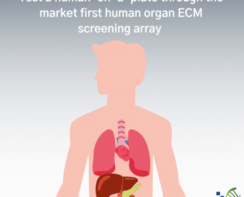 HumaOrganoMatrix SCREEN, Native Human Organ ECM - Humabiologics, Inc