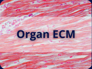 Human-Derived Biomaterials for Regenerative Medicine