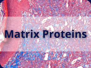 Human-Derived Biomaterials for Regenerative Medicine